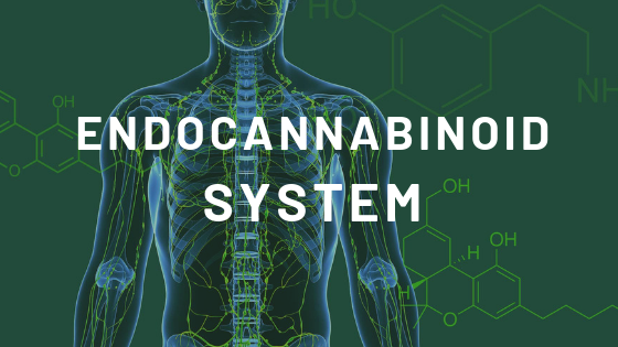 Cannabinoïden & het Endocannabinoïde systeem – Suver Nuver